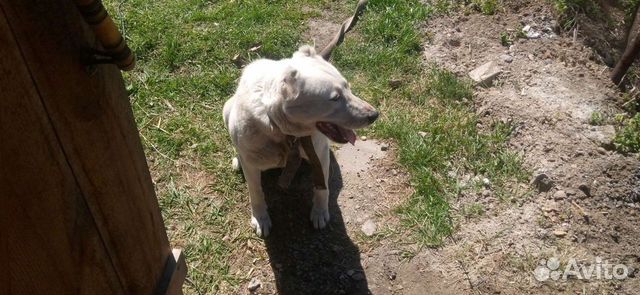 Собаки бесплатно в добрые руки