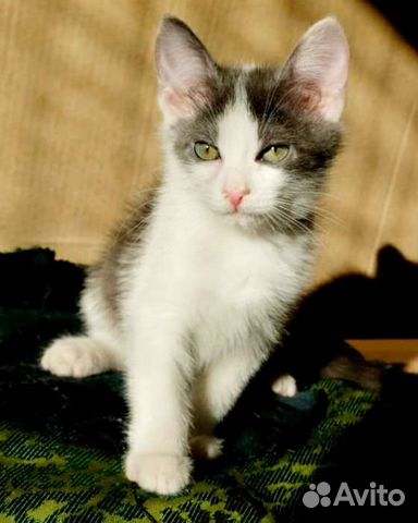 Котенок Митя 3 мес заждался маму