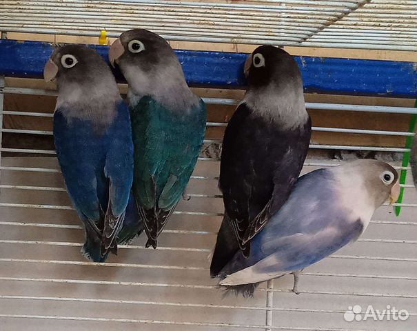 Попугай неразлучники