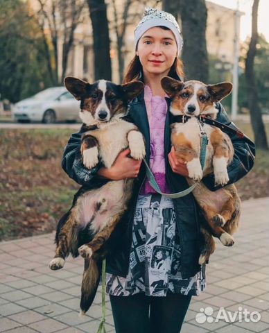Вельш Корги Кардиган щенки ждут своих людей