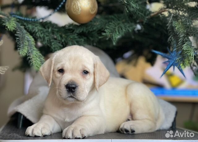 Лабрадоры разных окрасов