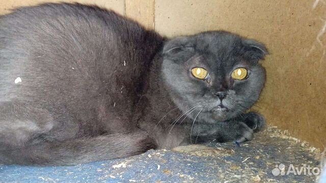 Шотландская вислоухая