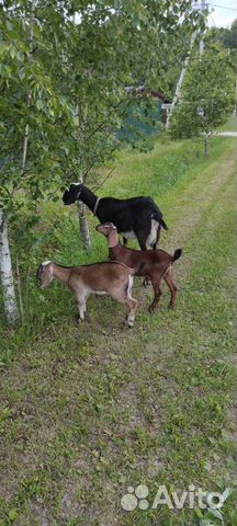 Нубийские козы