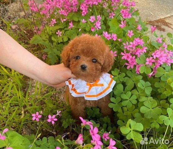 Милашка мальтипу