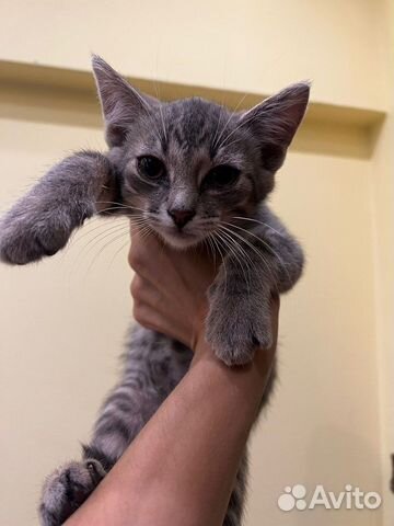 Котята в добрые руки бесплатно