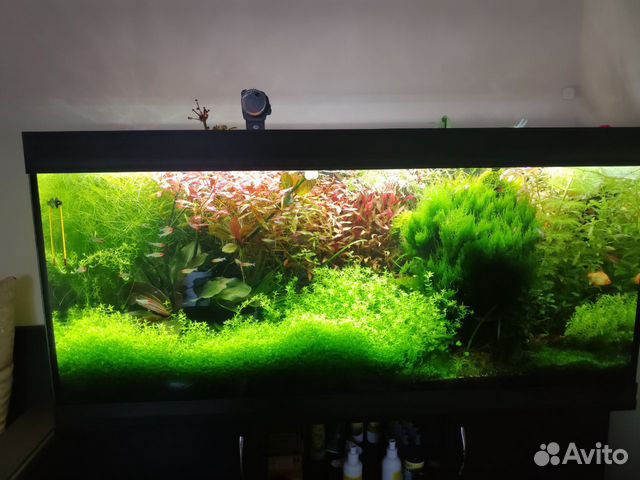 Аквариумные растения прополка