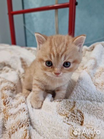 Шотландский золотой котенок