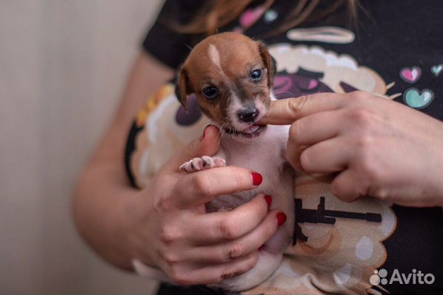 Джек Рассел терьер