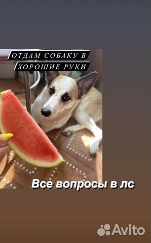 Собака в хорошие руки