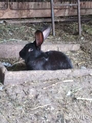 Кролики мясных пород