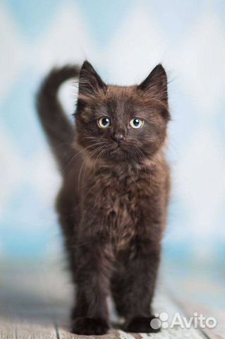 Котенок из приюта в добрые руки
