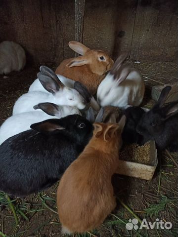 Кролики нзк