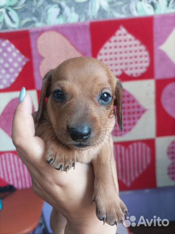 Щенки кроличьей таксы