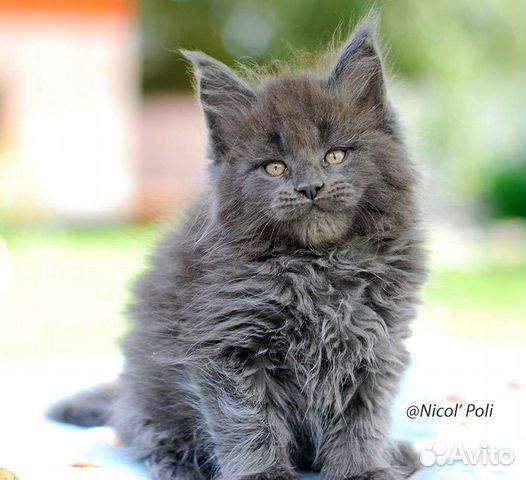 Голубой солидный котенок мальчик