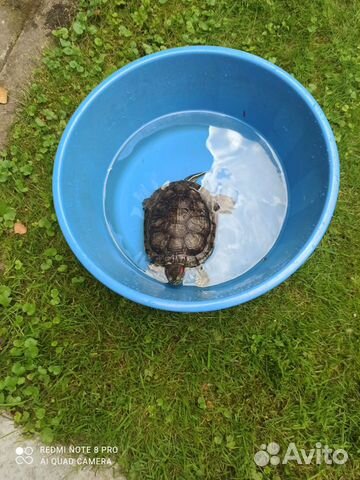 Коралл балянус черепаха