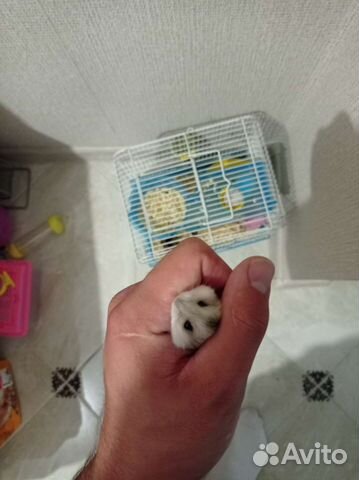 Джунгарский хомяк