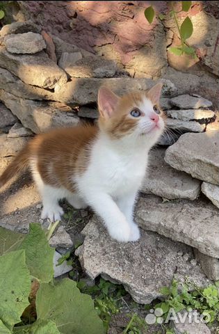 Котенок девочка рыжая с белым 1,5 месяца