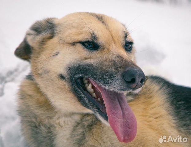 Собачка Дакота в добрые руки