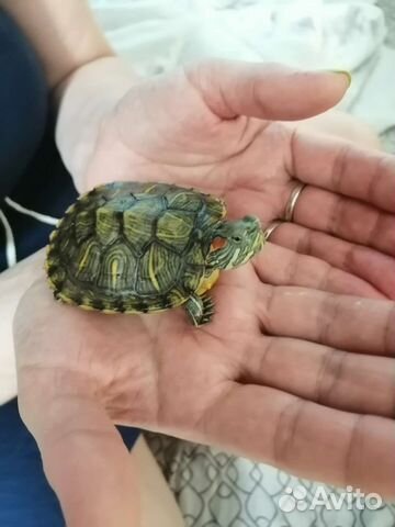 Красноухая черепаха бесплатно