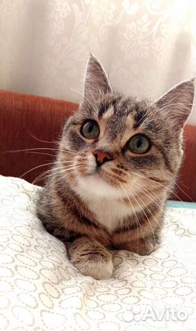 Кошечка Софа в добрые руки