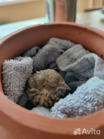 Птенец дрозда