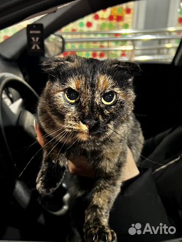 Кошки вислоухие бесплатно