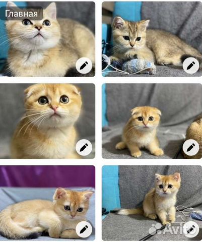 Шотландский пацан и девчонка