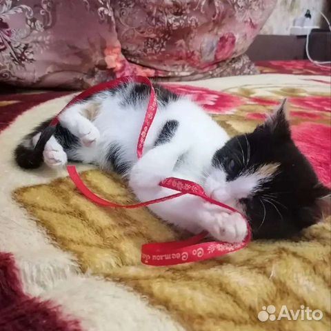 Маленькая Леди в добрые ручки