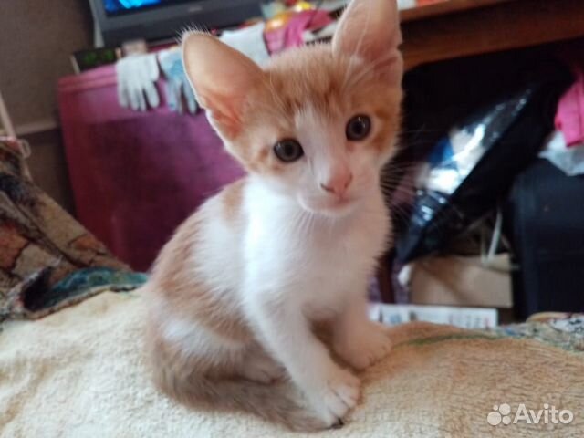 Котенка в добрые руки