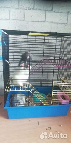 Крысы-милашки с большой клеткой