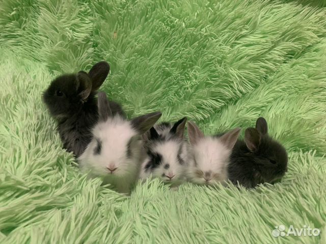 Декоративные крольчата