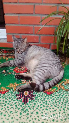 Кот Басик