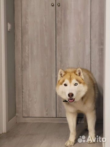 Сибирский Хаски вязка