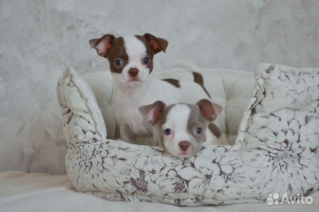 Девочки чихуахуа РКФ