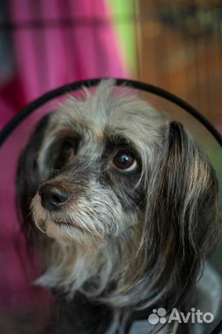 Собака в добрые руки отдам бесплатно