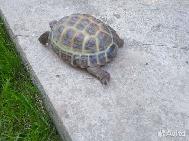 Черепаха сухопутная