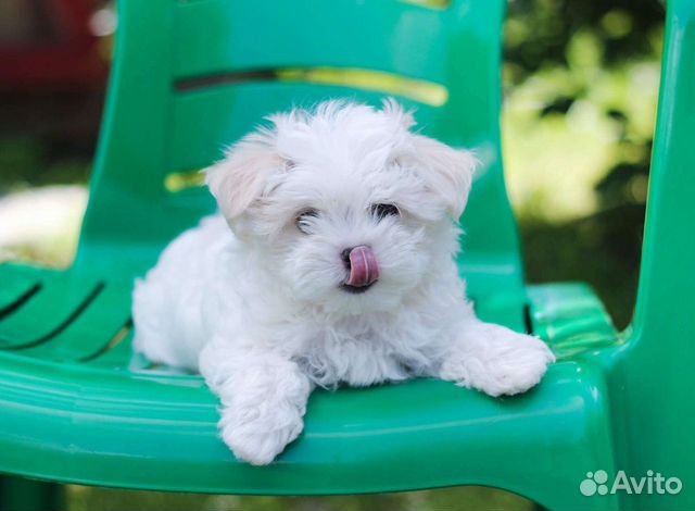 Девочки мини и стандарт