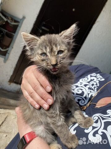 Котенок серый пушистый