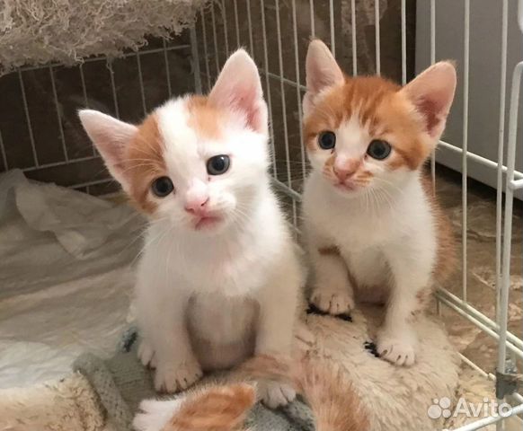 Сладкие карамельки в добрые руки