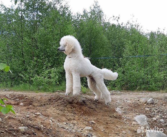 Щенок большого пуделя