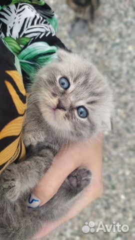 Шотланский вислоухий кот
