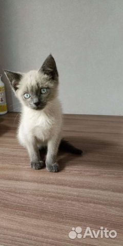 Котёнок сиамский