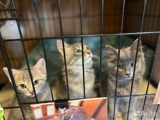 Котята в добрые руки