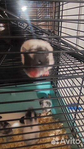 Хомячки бесплатно