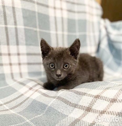 Кошачий ангел котенок Чебурашка в добрые руки