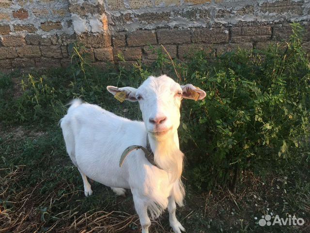 Зааненская дойная коза