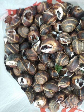 Улитки виноградные