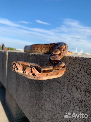 Императорский удав