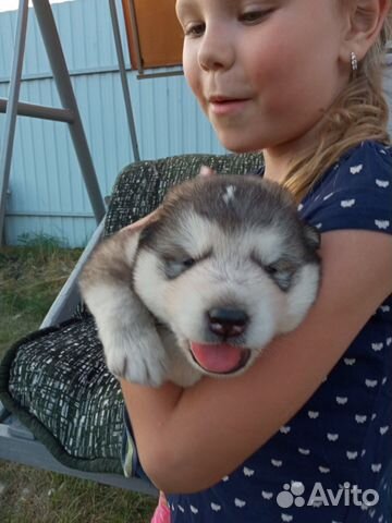 Аляскинский маламут