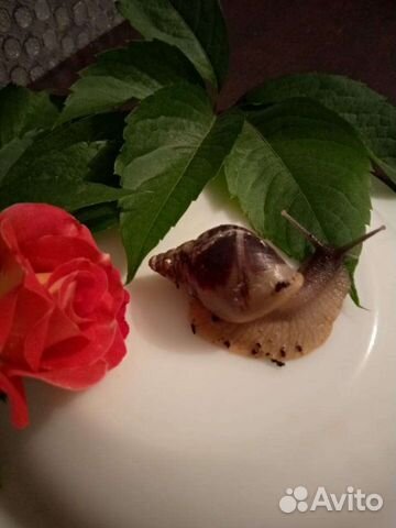 Ахатина ретикулята